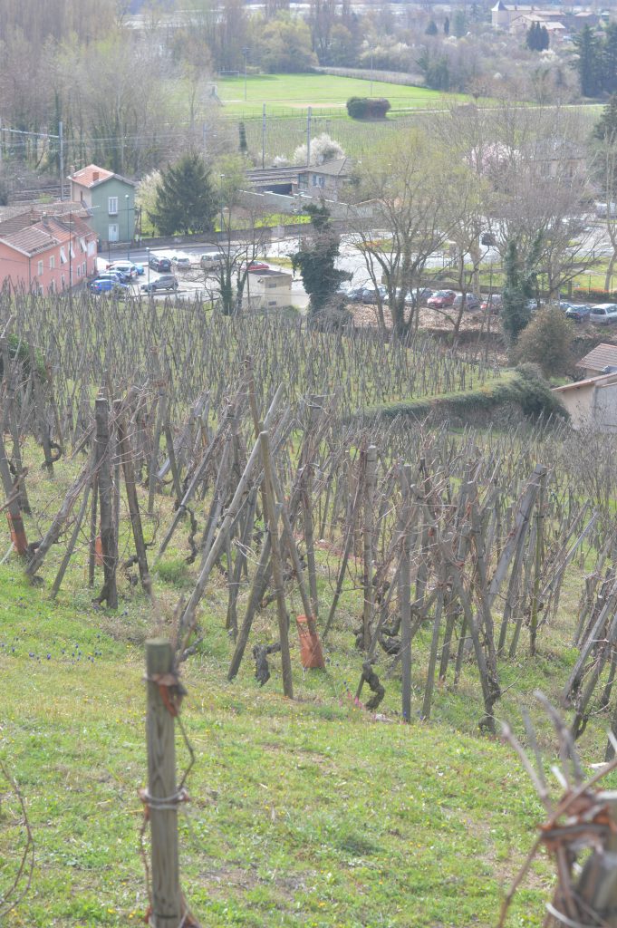 Maison Stephan | Paris Wine Company