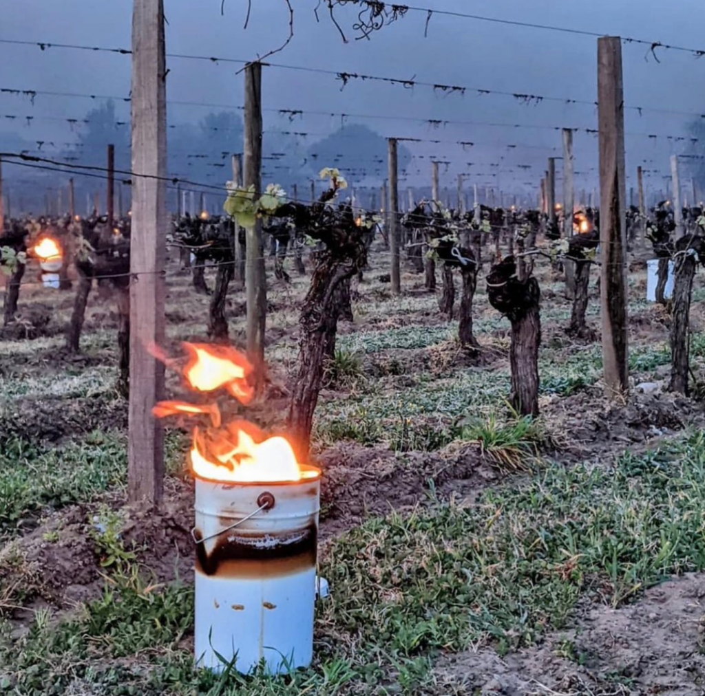 How Frost Affects Vineyards | Paris Wine Company