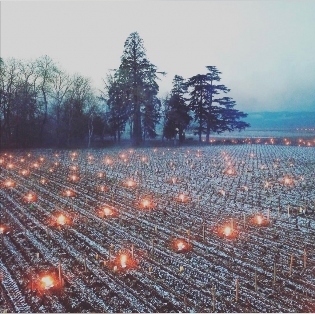 How Frost Affects Vineyards | Paris Wine Company