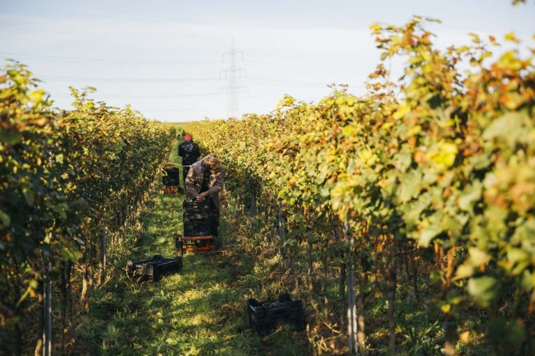 Weingut Wolf | Paris Wine Company