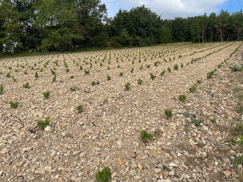 Our First Visit to the Clos des Brancs Monopole Vineyard (Hauts ...