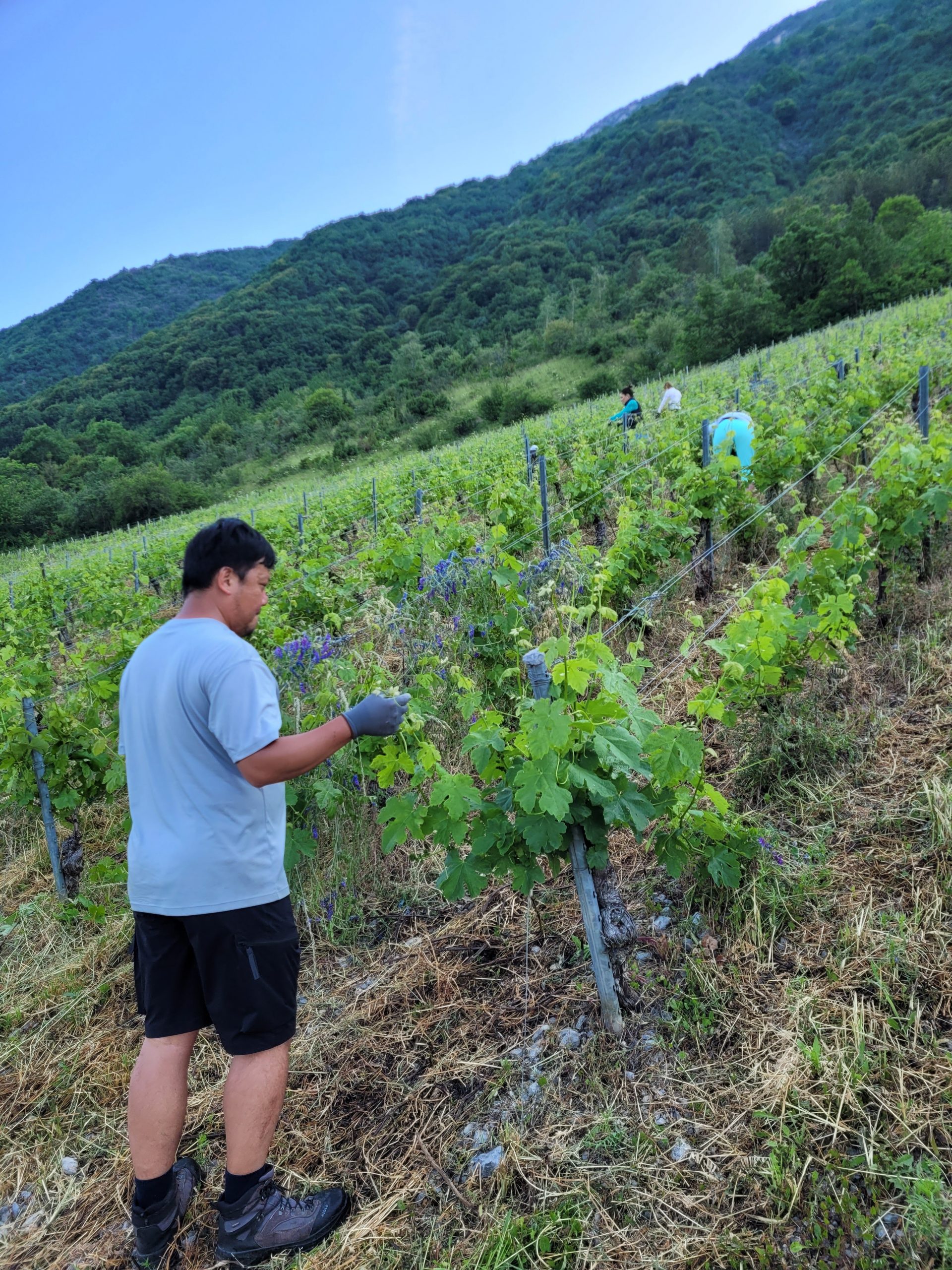 Domaine H (Sukhwan Ha) | Paris Wine Company